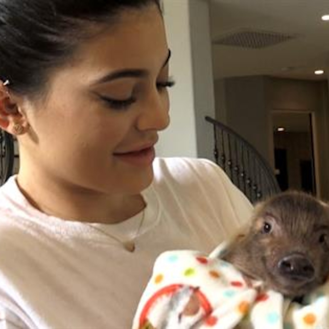 Kris Jenner Gets Kylie a Pig! Kris Jenner Gets Kylie a Pig!